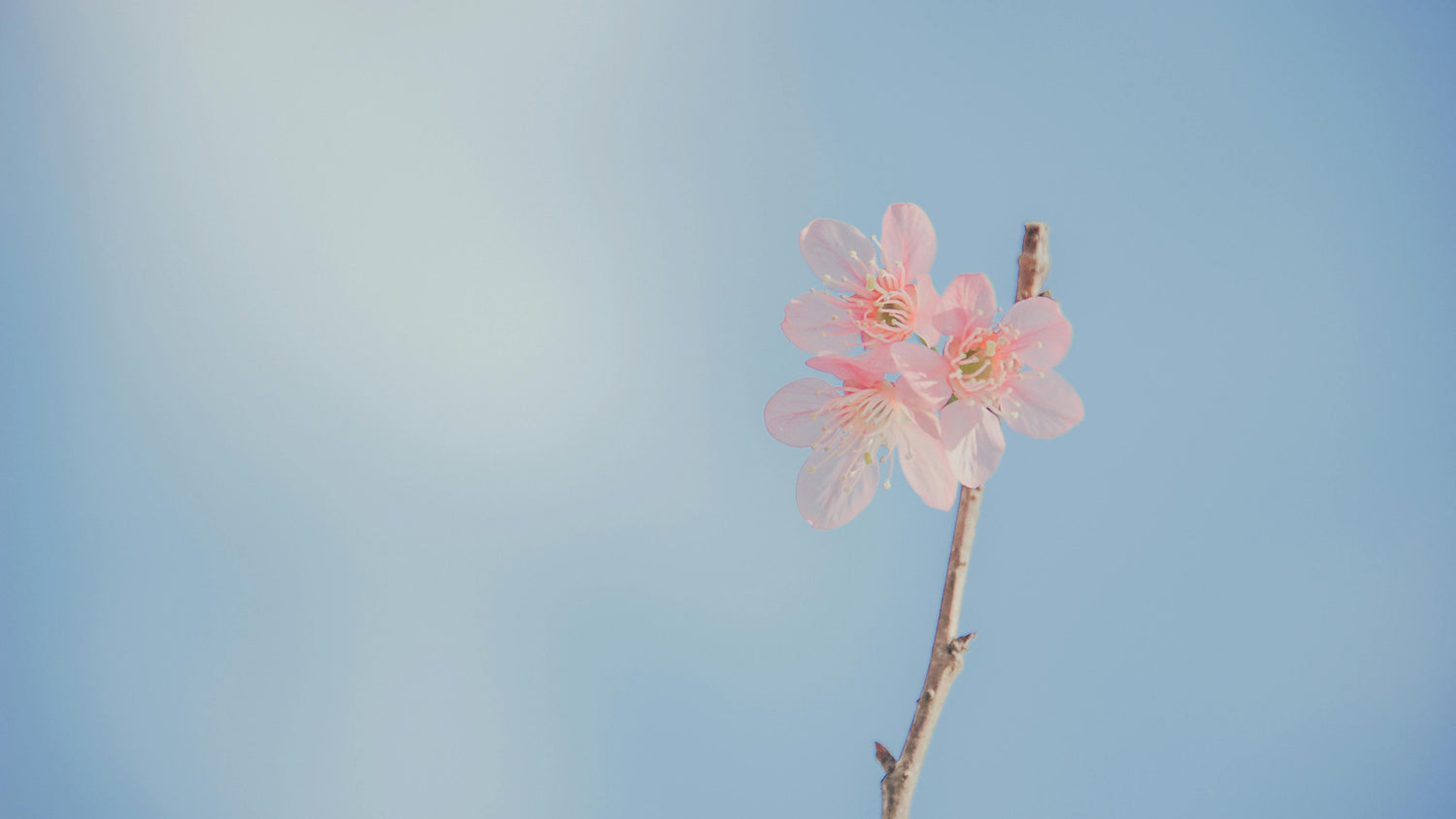 The Fleeting Beauty of Life: The Meaning Behind the Cherry Blossom – Sakura